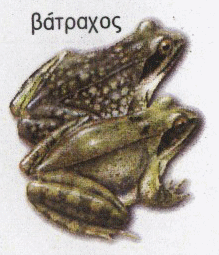 ΕΡΠΕΤΑ ΚΑΙ ΑΜΦΙΒΙΑ