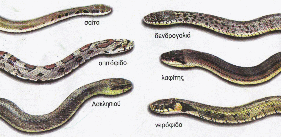 ΕΡΠΕΤΑ ΚΑΙ ΑΜΦΙΒΙΑ