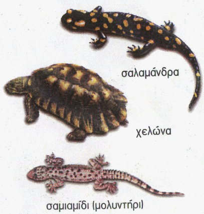 ΕΡΠΕΤΑ ΚΑΙ ΑΜΦΙΒΙΑ